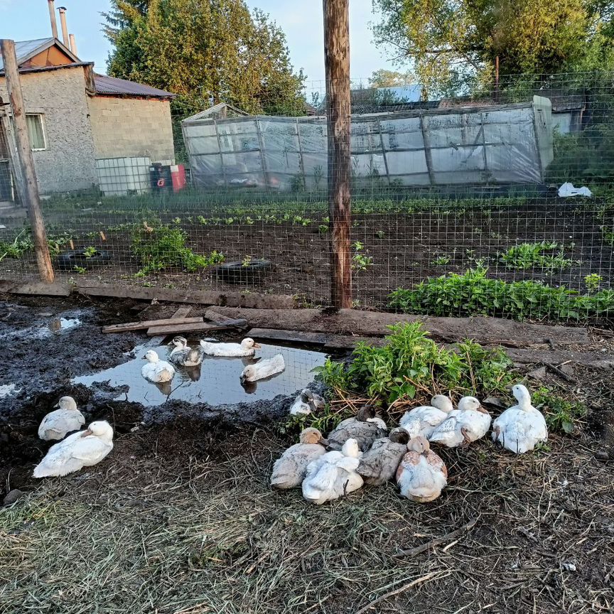 Бройлерные утки