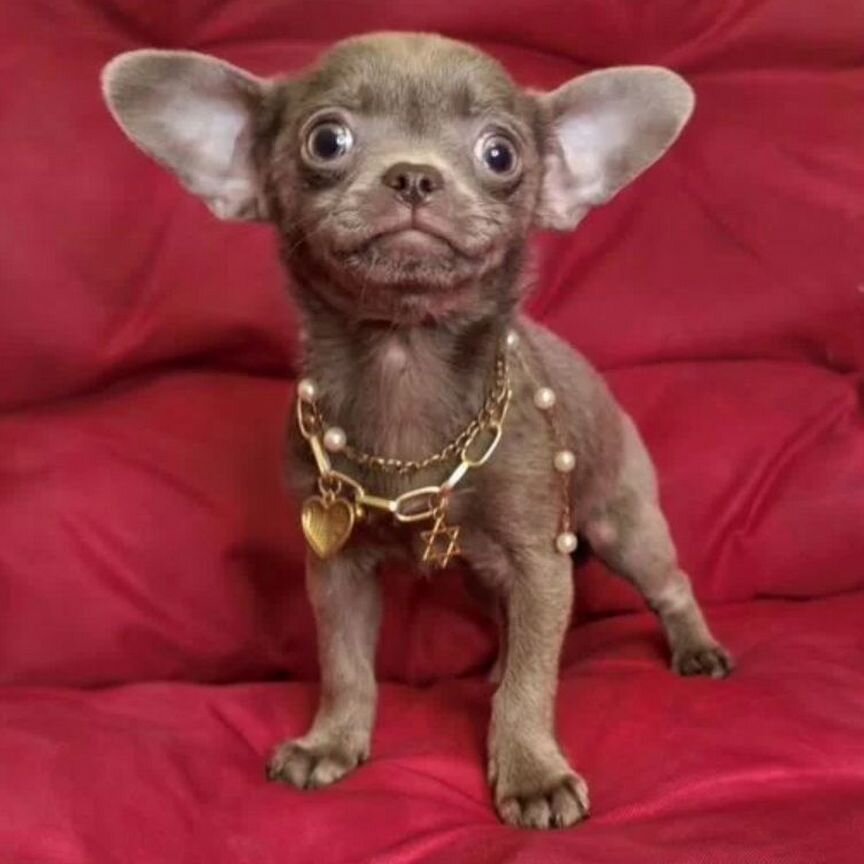 Чихуахуа, щенок