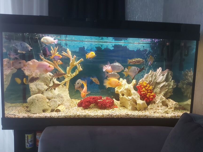 Аквариум с большими рыбками