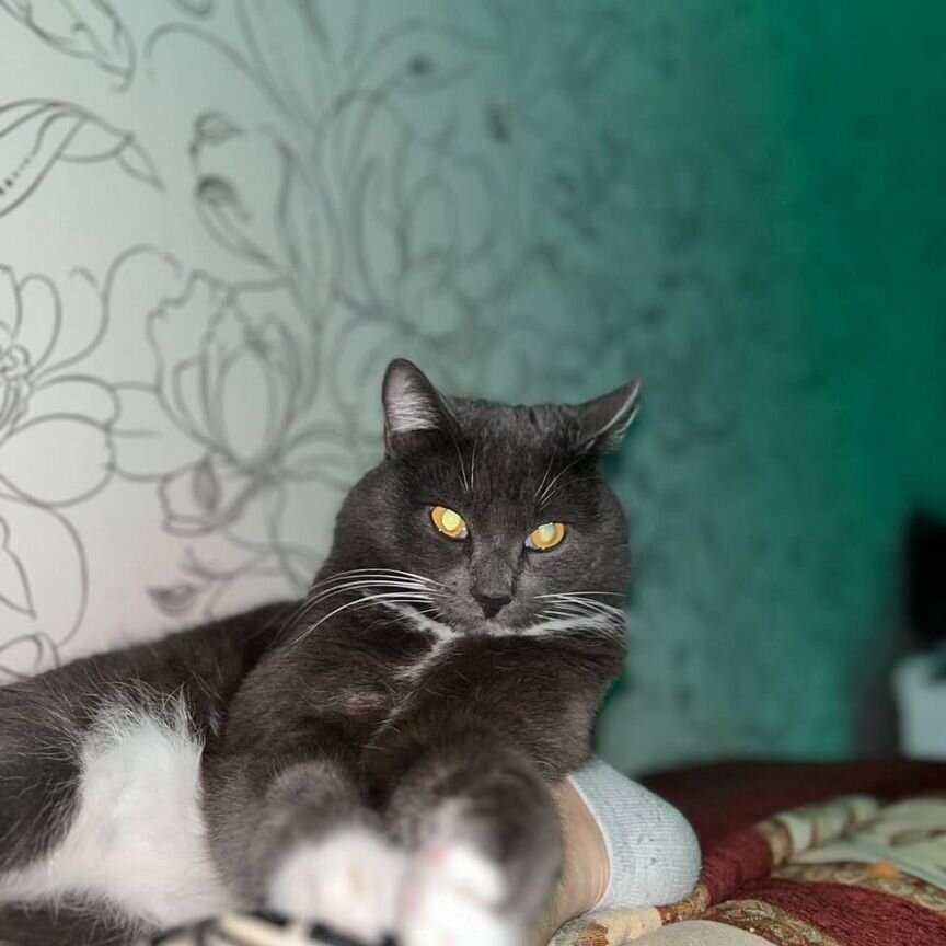 Кот в добрые руки