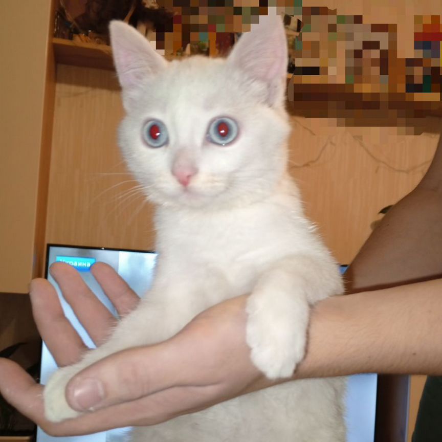 Отдам в добрые руки. Котёнка смесь с сиамским