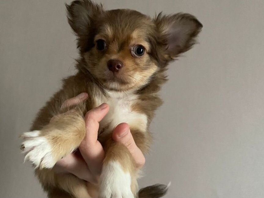 Бесподобные малыши чихуахуа ласковые мальчики
