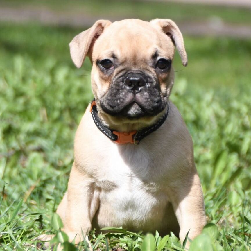 Французский бульдог, щенок