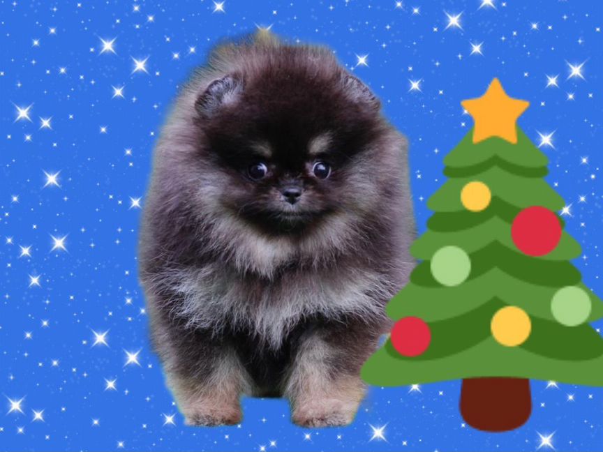 Мини померанский шпиц