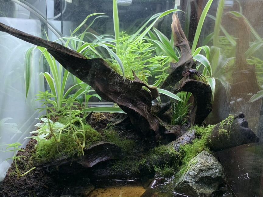 Готовый крабариум, акватеррариум