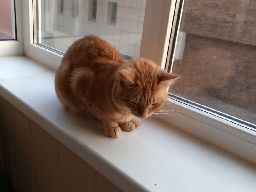 Кот