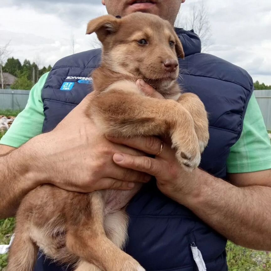Щенок в добрые руки