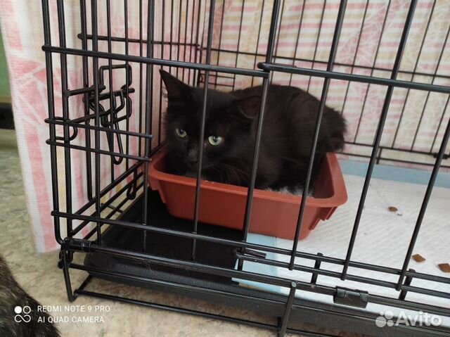 Кошечка Мариса, примерный возраст 3 года