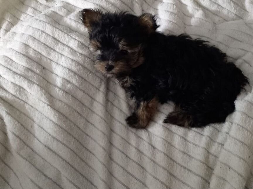 Йоркширский терьер мини