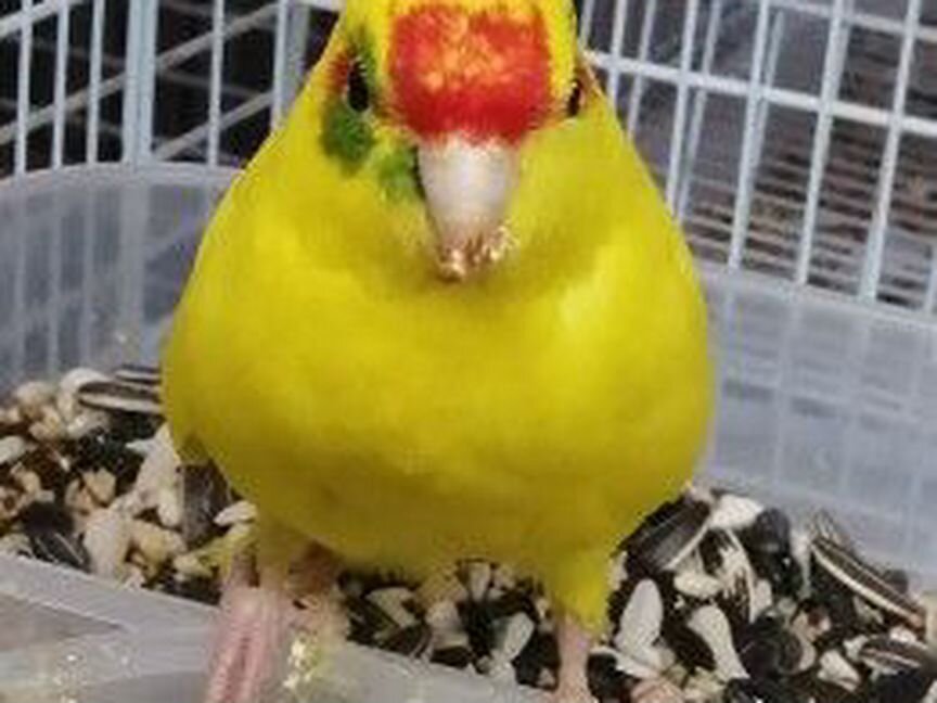 Малыши какарики мальчики и девочки