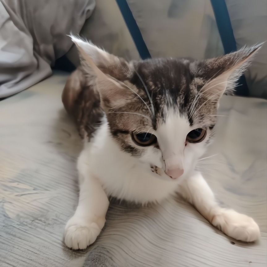 Взрослая, Девочка кошка в добрые руки