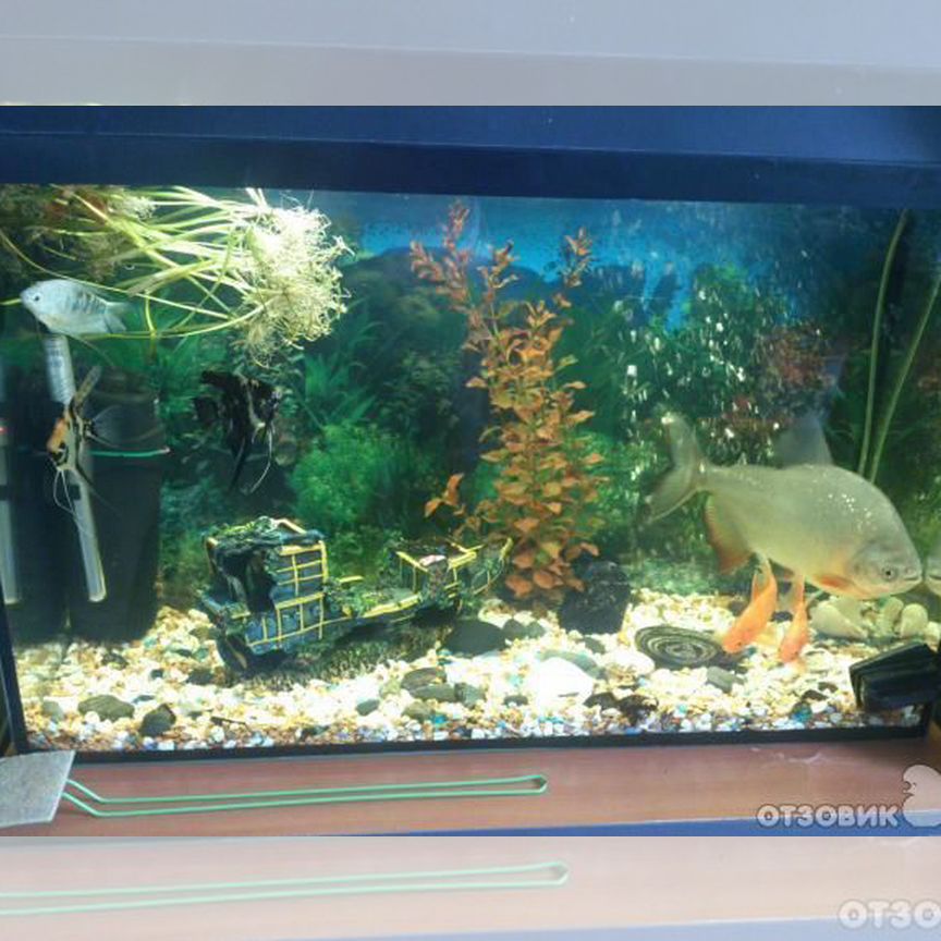 Аквариум со всем содержимым