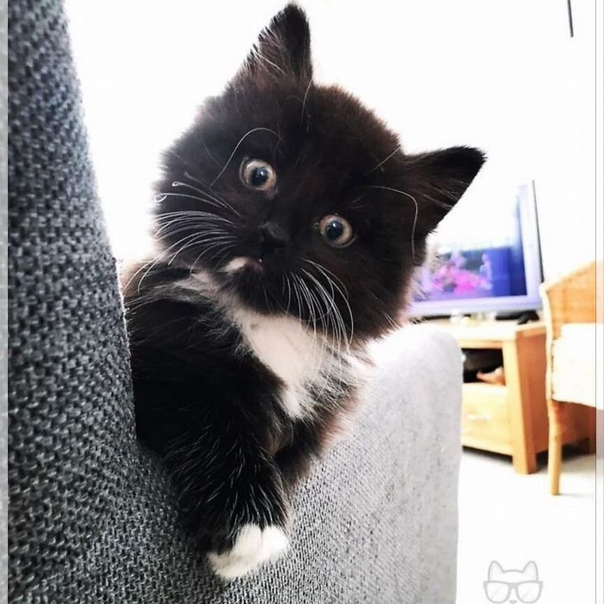 Сибирский котёнок