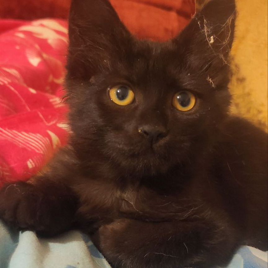 Чёрная кошка