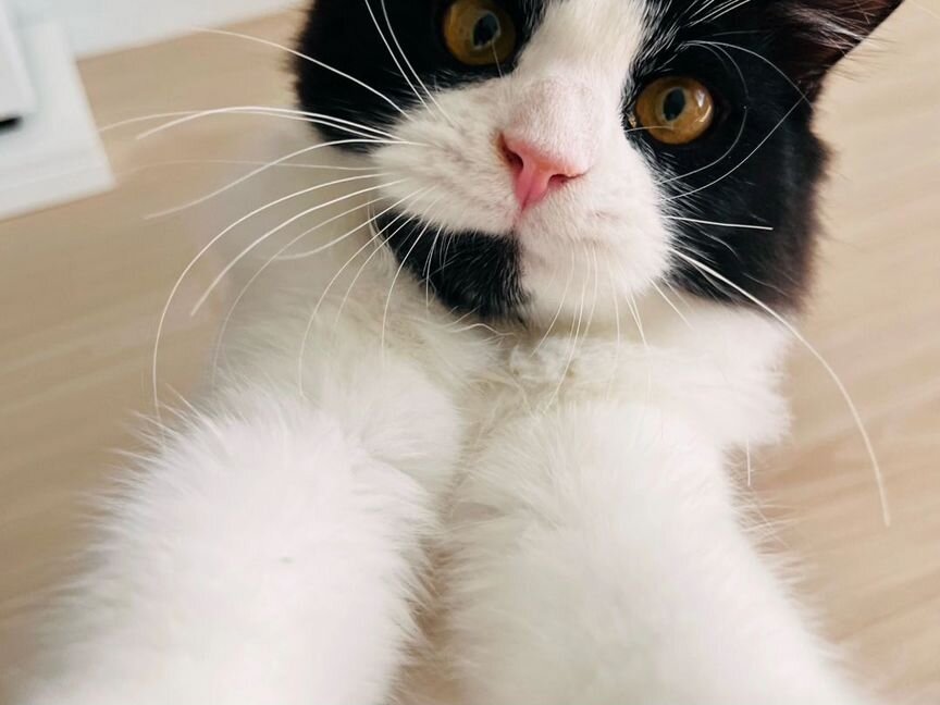 Милан ищет дом