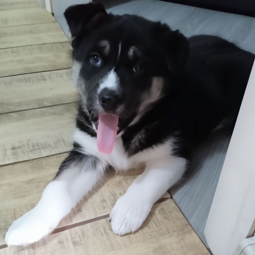 Сибирский хаски, щенок