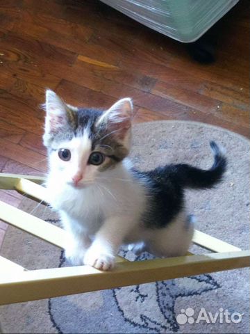 Котёнок
