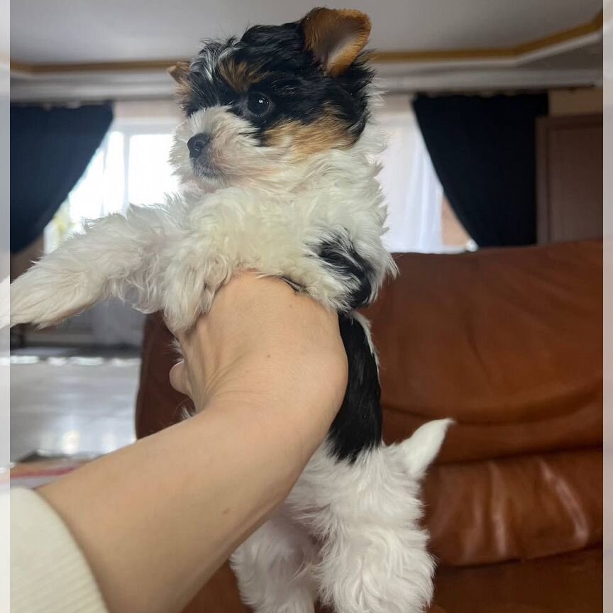 Бивер-йоркширский терьер, щенок