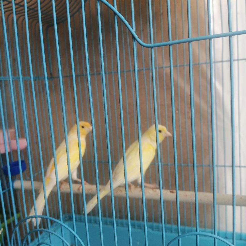 Готовая пара