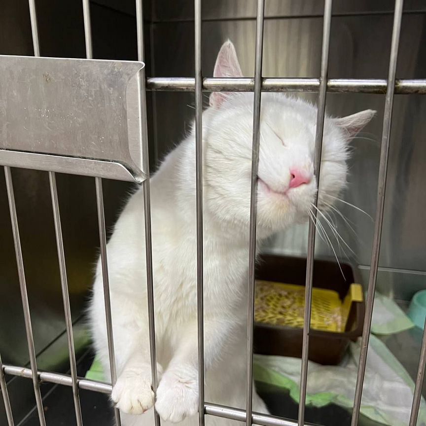 Белая кошка в добрые руки отдам бесплатно