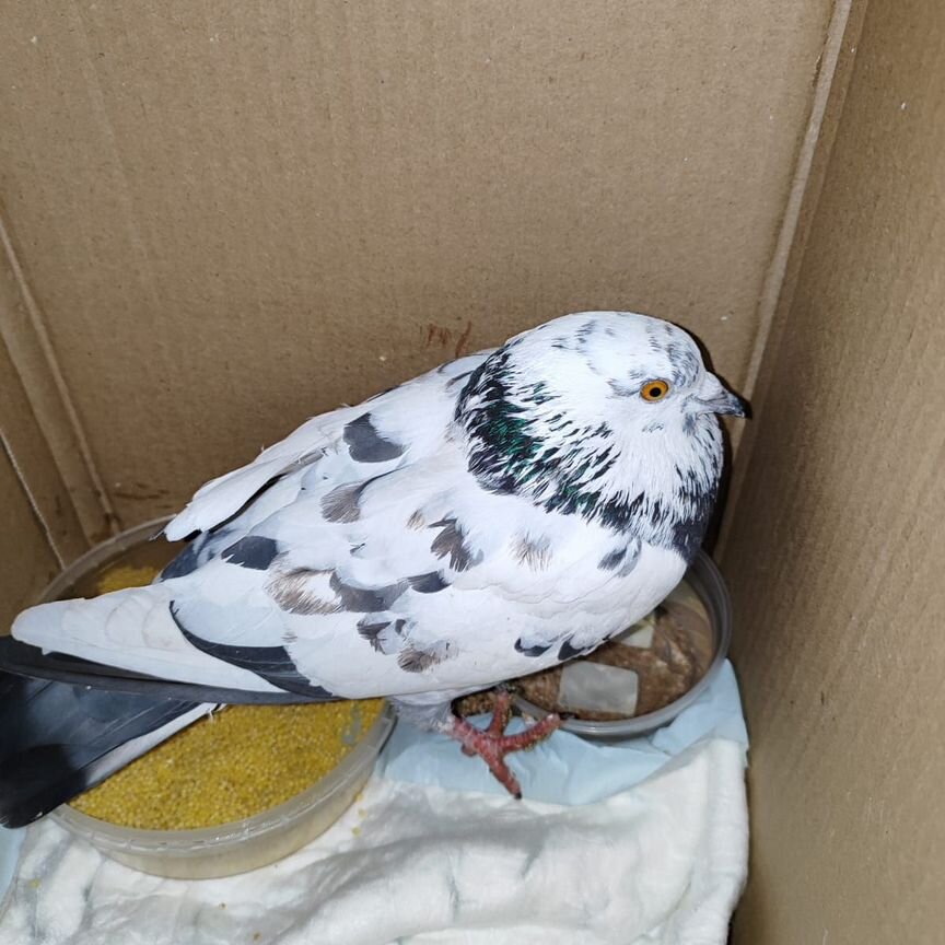 Голубь Николаевский