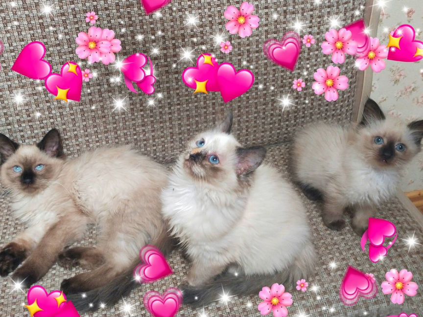 Продаются невские маскарадные котята