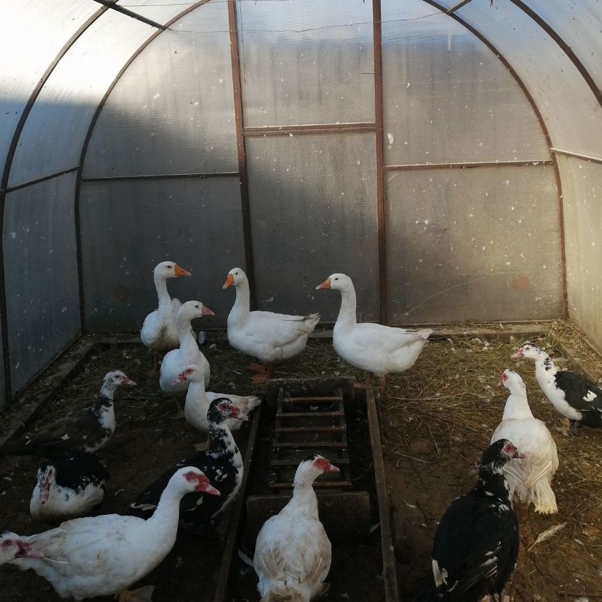 Гуси и утки