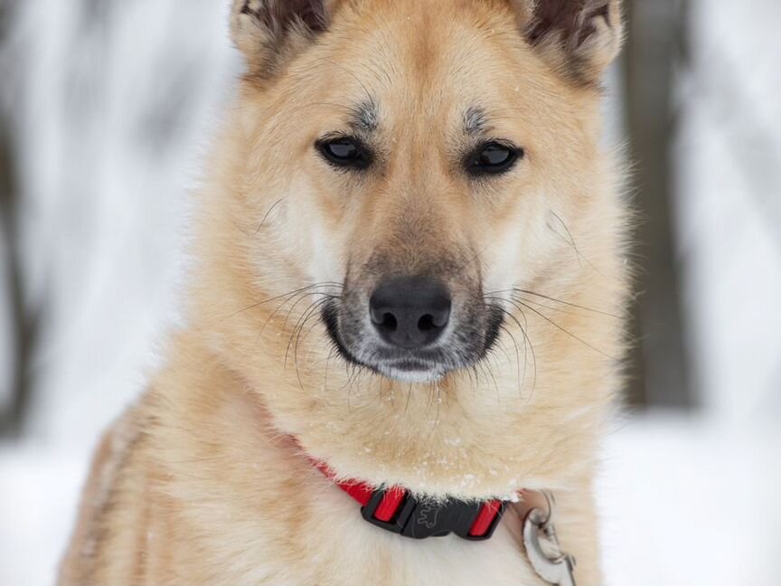 Собака в добрые руки