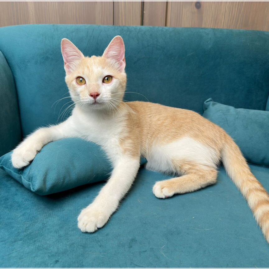 Кошечка Морошка, 5 мес