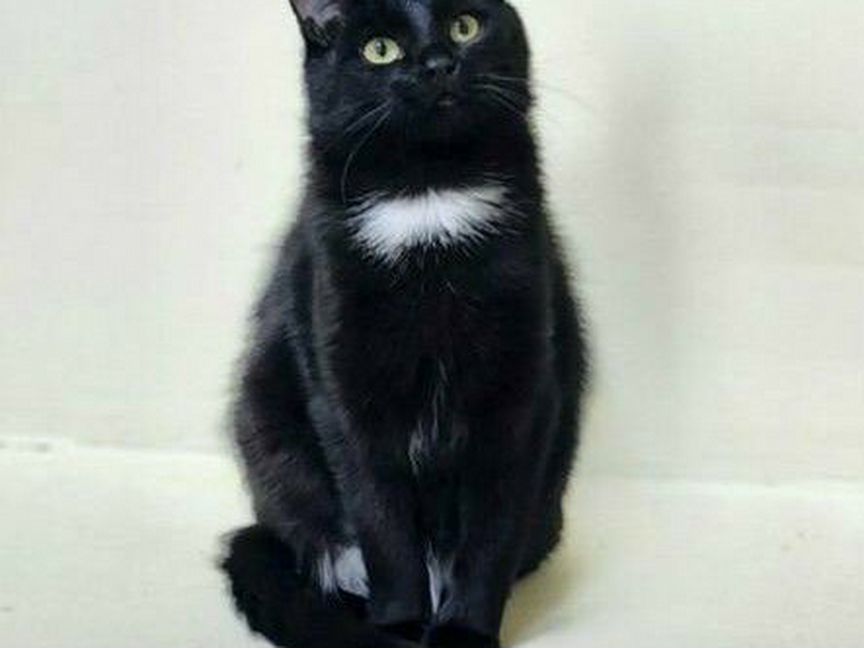 Черный котик