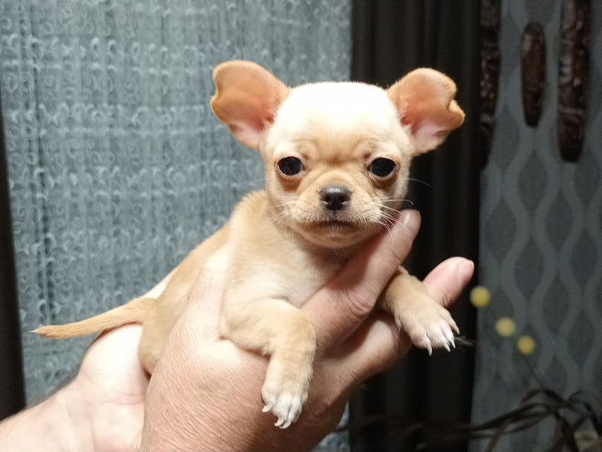 Чихуахуа мини