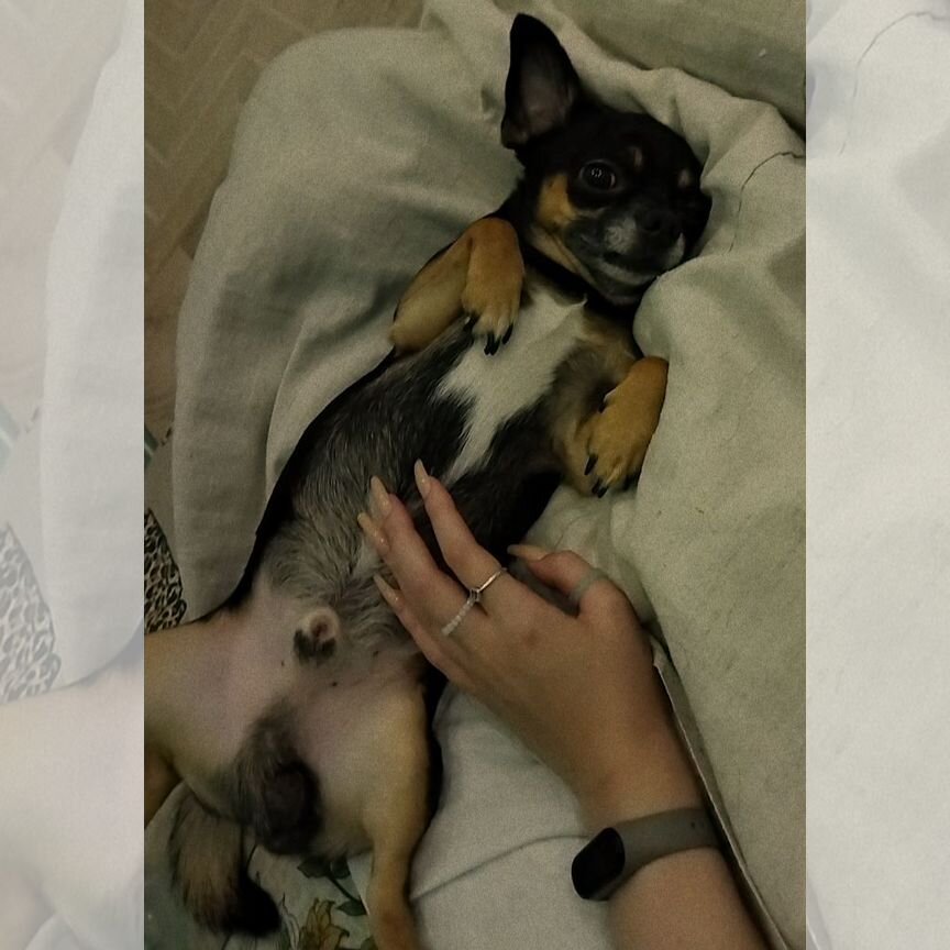 Случка чихуахуа