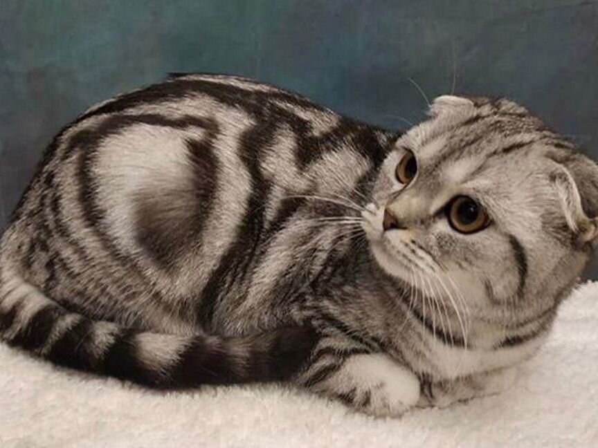 Шотландская мраморная кошка
