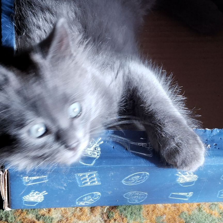 Котик и две кошечки кушают все лоток знают