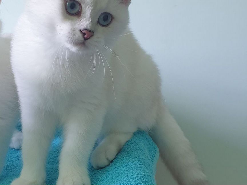 Британская шиншилла Изольда