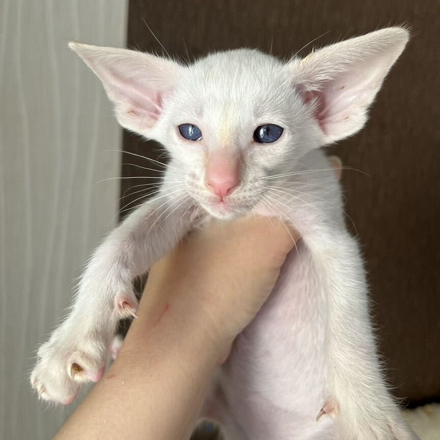Ориентальный котенок