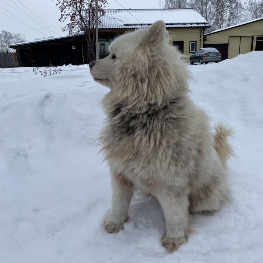 Самоедская собака
