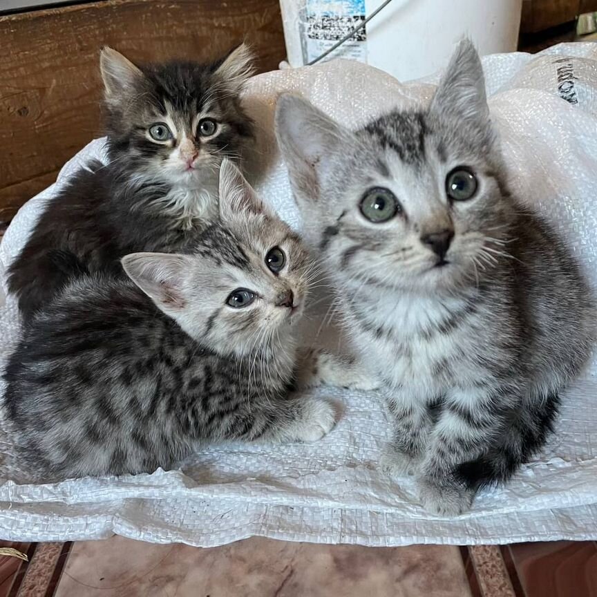 Котята в добрые руки