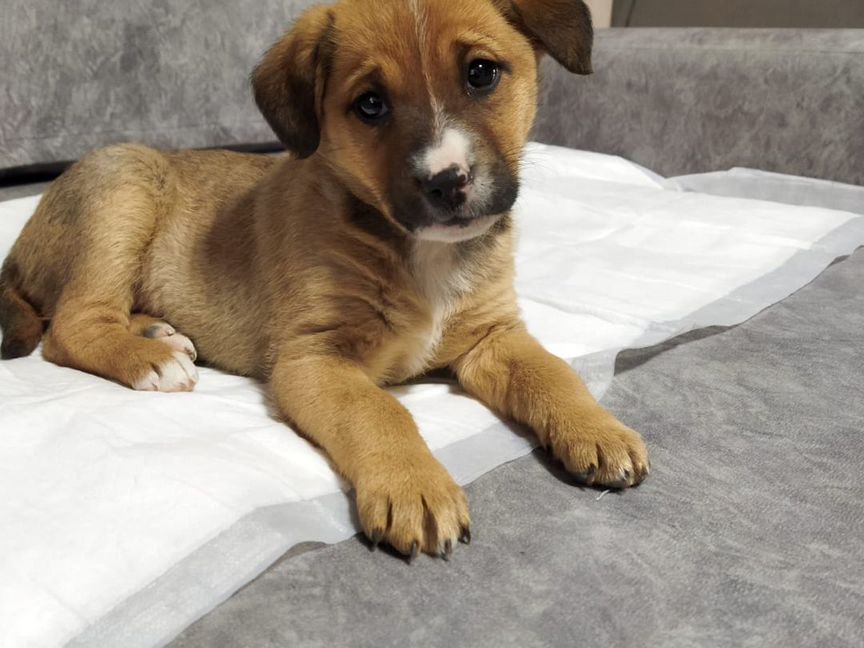 Очаровательная девчушка с гарантией стерилизации