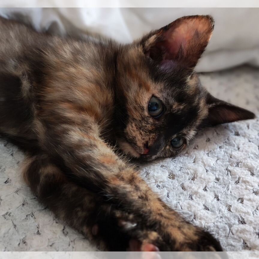 Котёнок в добрые руки