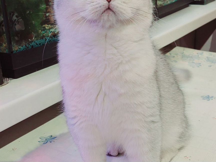 Британская