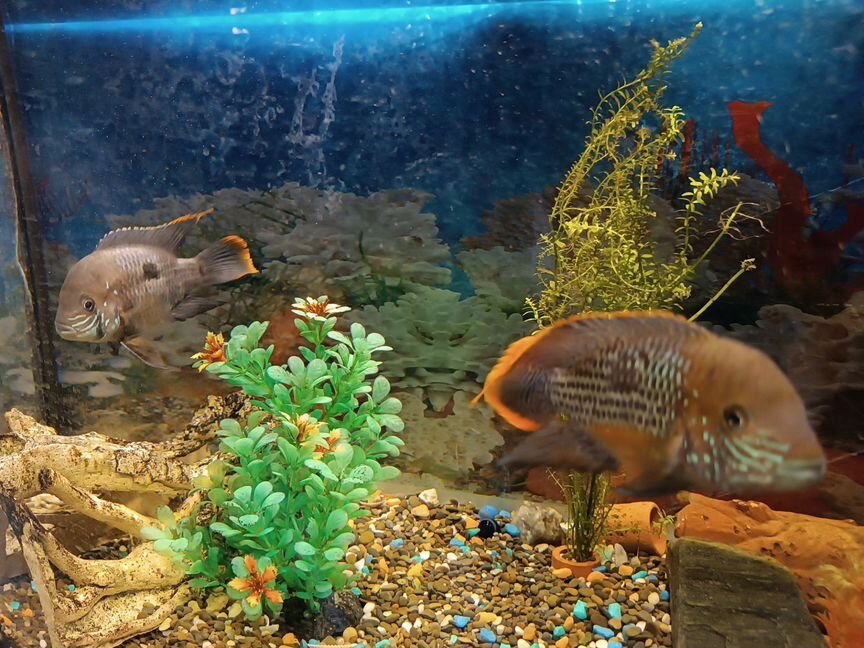 Акара бирюзовая пара