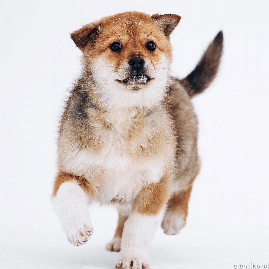 Щенок из приюта