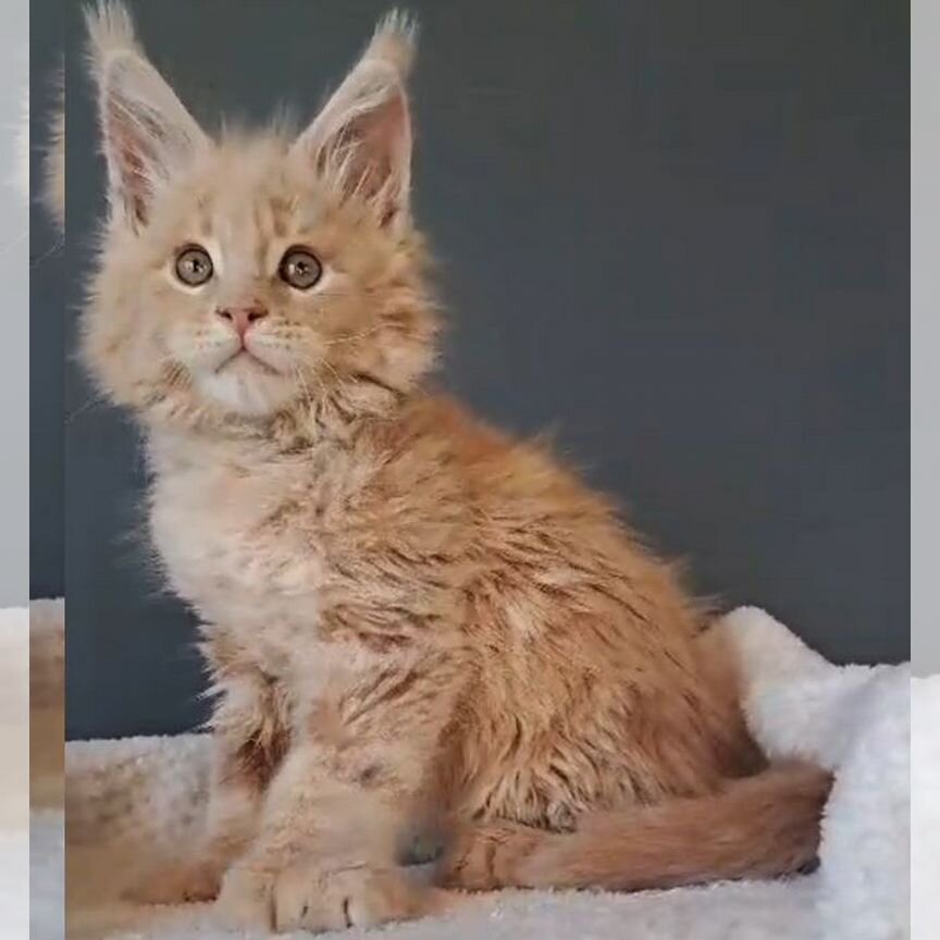Мейн-кун котёнок