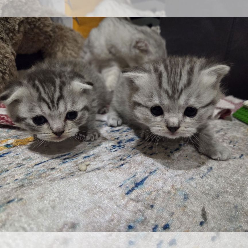 Шотландский вислоухий короткошёрстный котёнок
