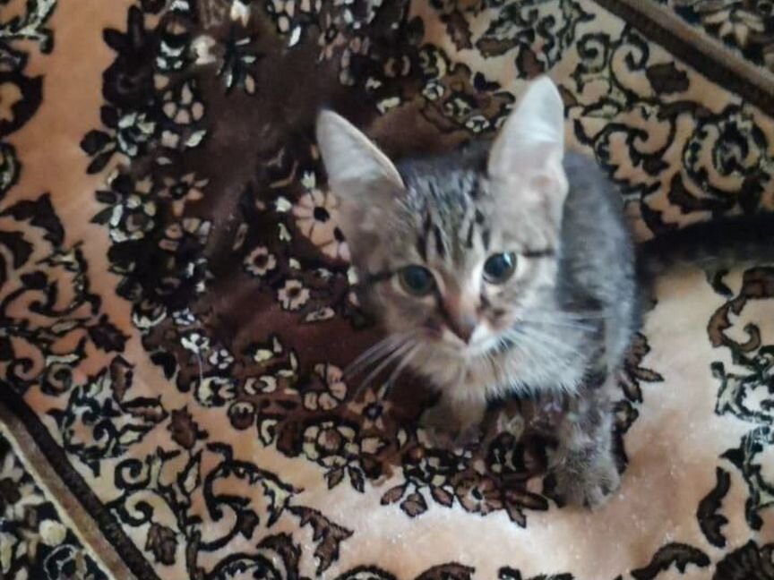 Котёнок Тарасик в добрые ручки