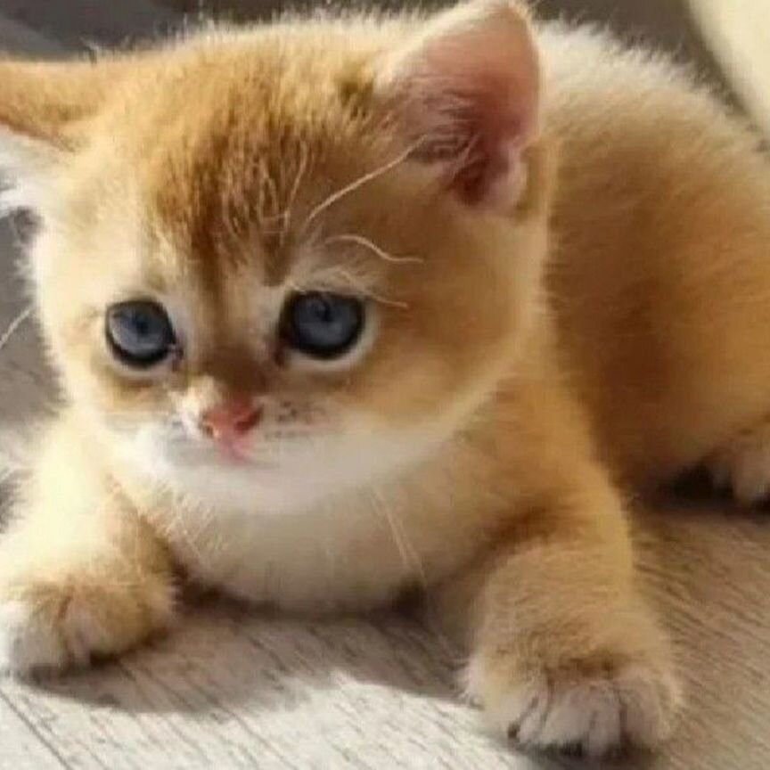 Шотландские золотые котодетки
