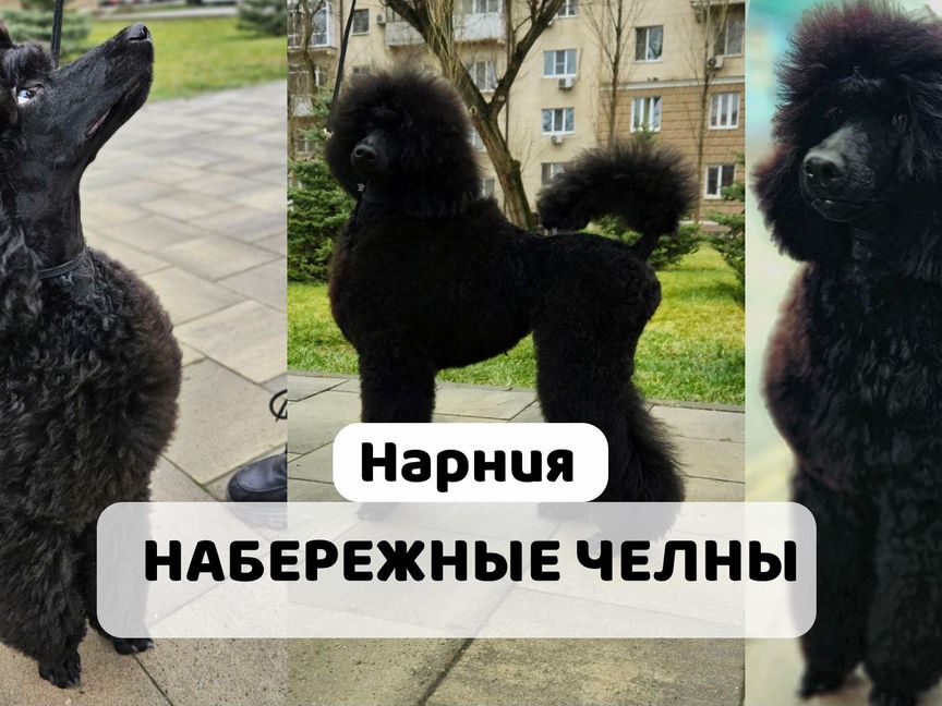 Большой Королевский пудель Набережные Челны