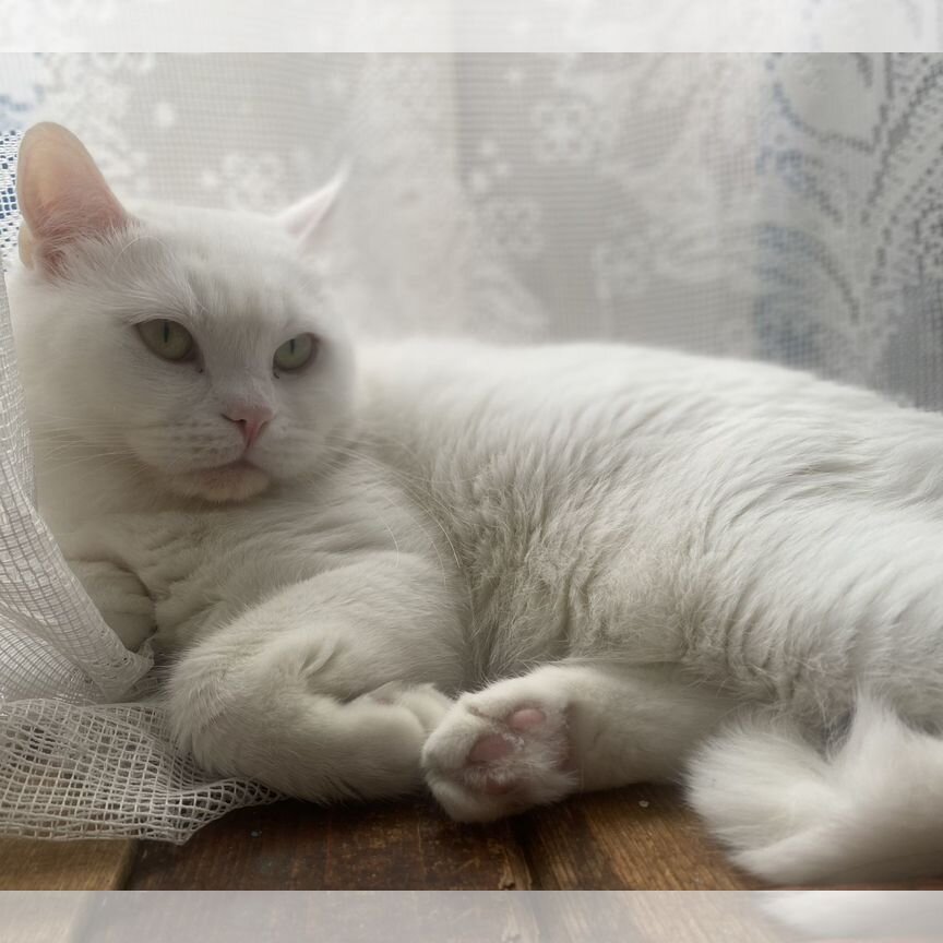 Британский короткошёрстный, взрослый кот