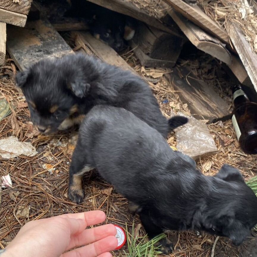 Щенята в добрые руки